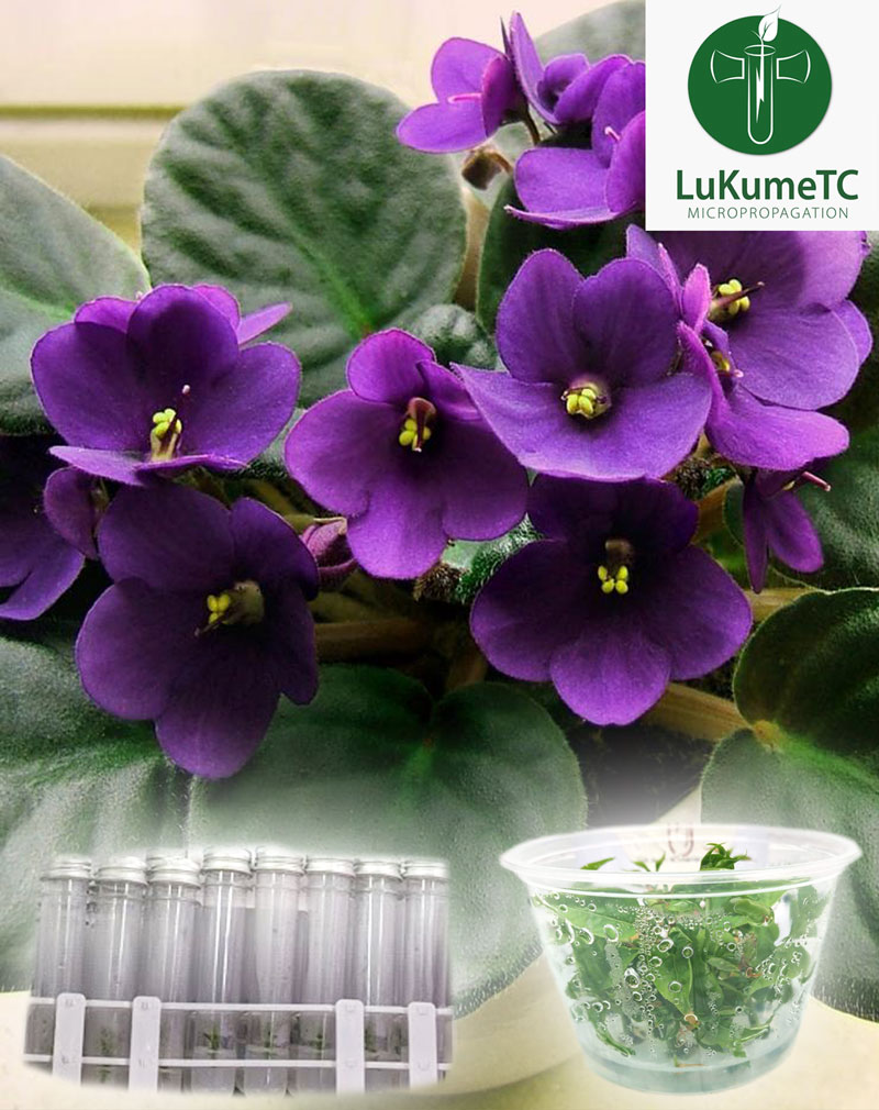 African Violet Tissue Culture Kit Plant Tissue Culture Canada African Violet Tissue Culture Kit Plant Tissue Culture Canada