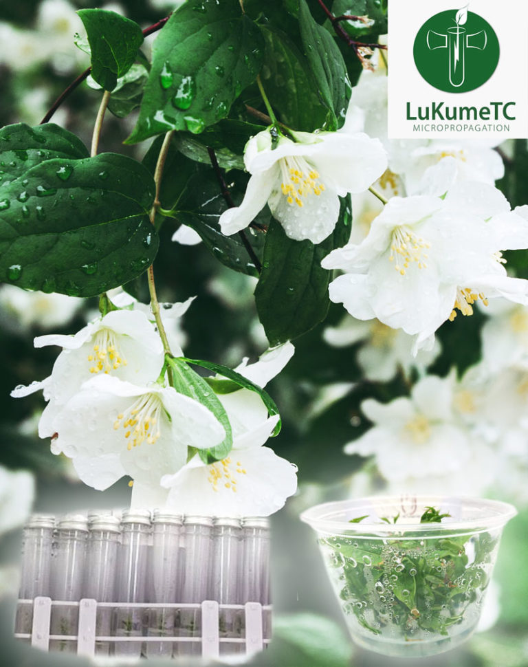 Jasmine Tissue Culture Kit - Plant Tissue Culture Canada